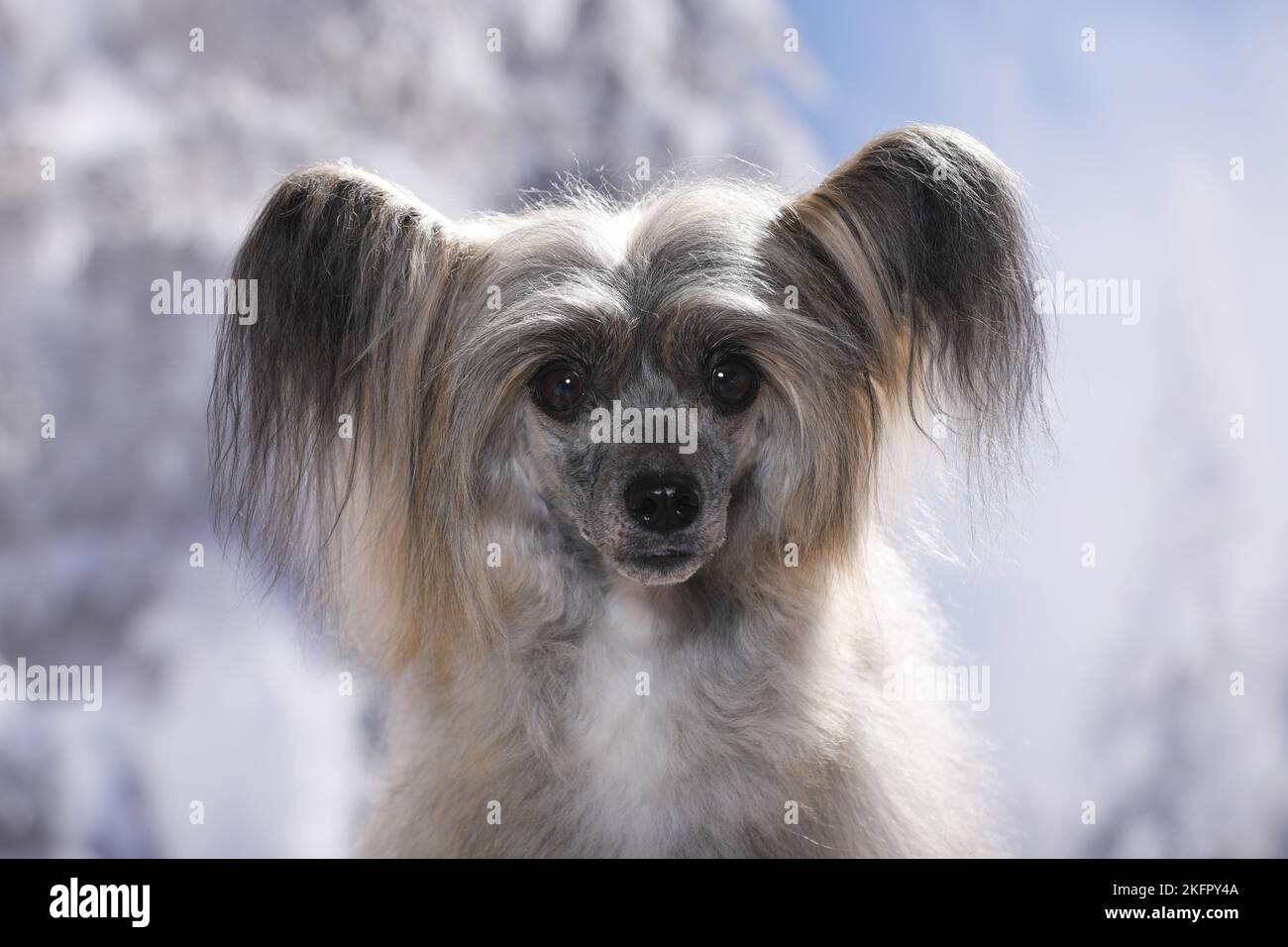 Chinese Crested Powderpuff Portrait Stock Photo - Alamy