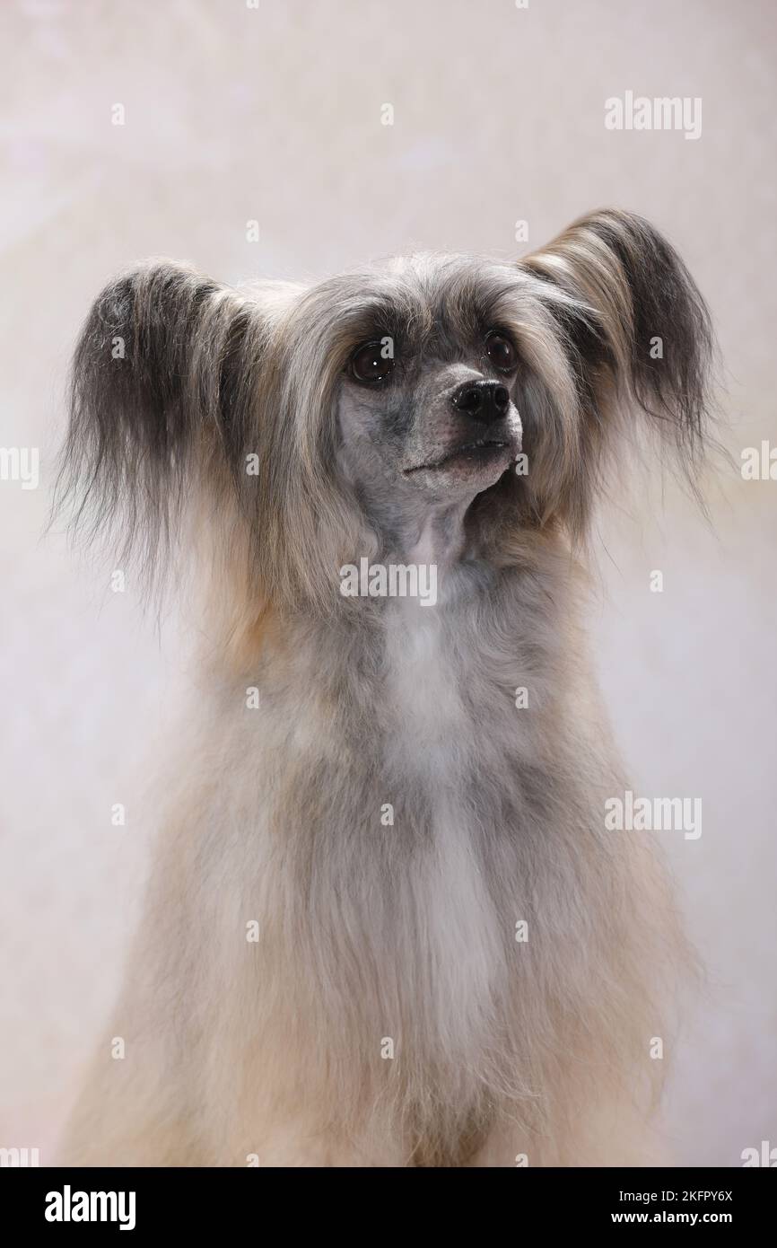 Chinese Crested Powderpuff Portrait Stock Photo - Alamy