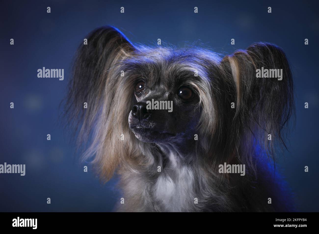 Chinese Crested Powderpuff Portrait Stock Photo - Alamy