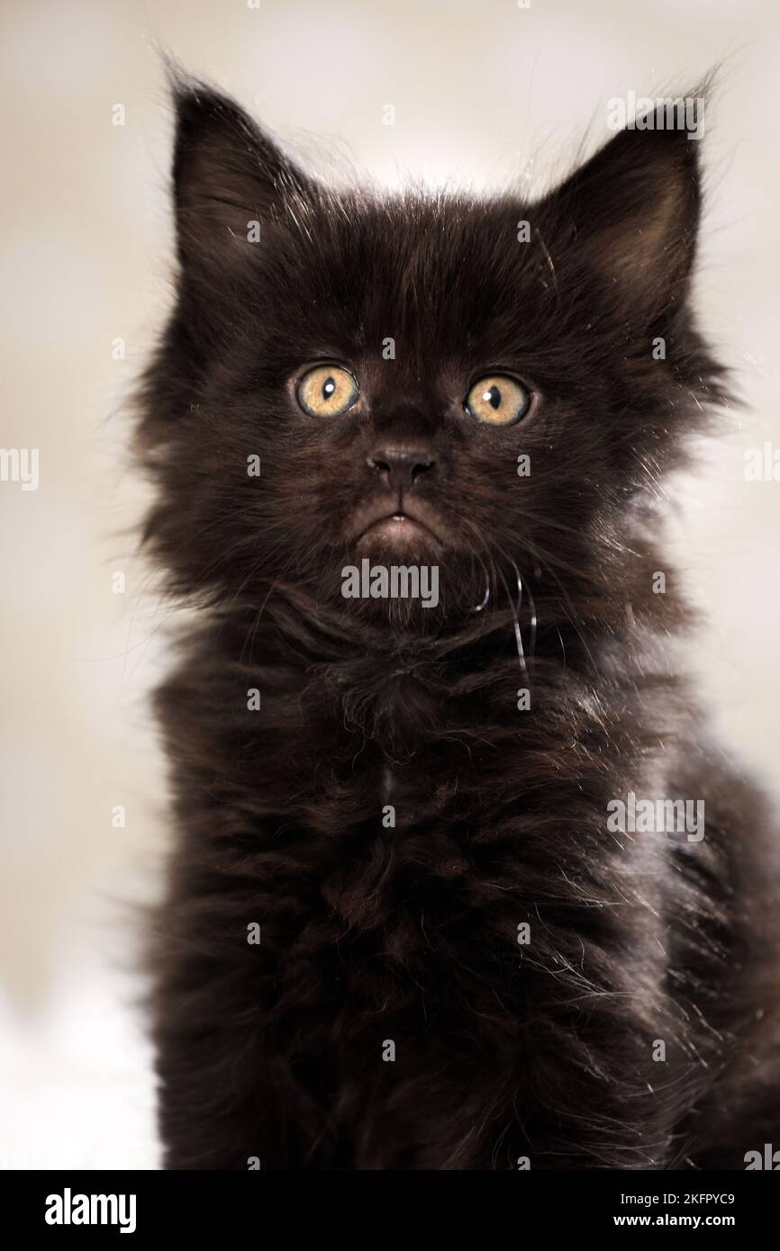 black Maine Coon kitten Stock Photo - Alamy