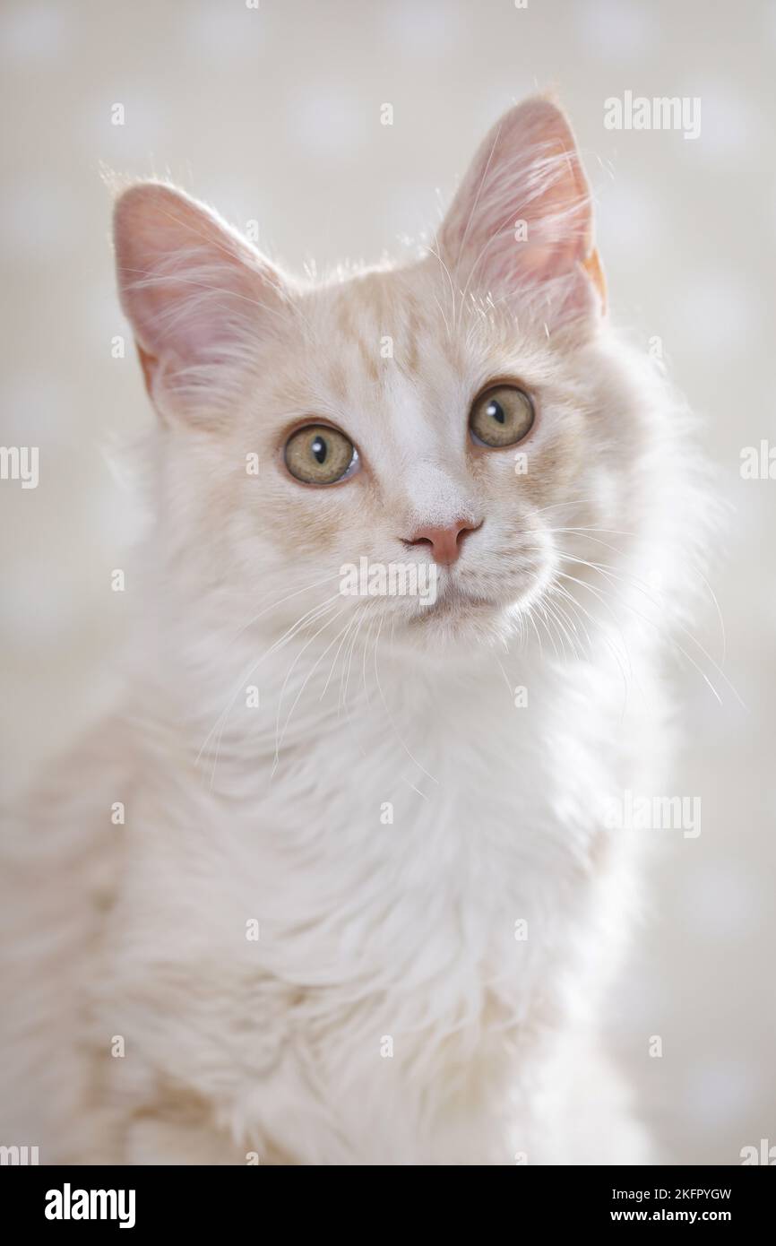 Maine Coon Portrait Stock Photo - Alamy