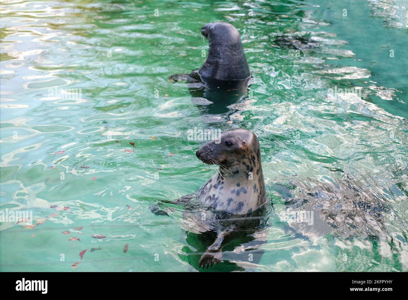 Seals swimming in the pool at the zoo. Horizontal photography Stock ...