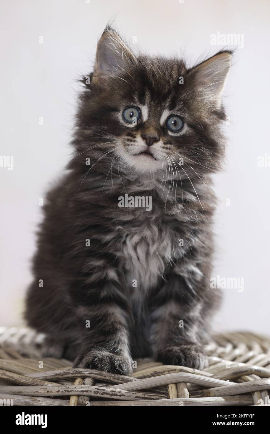 sitting Maine Coon Kitten Stock Photo - Alamy