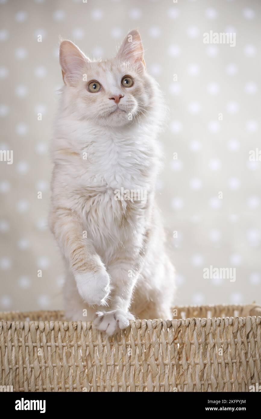 standing Maine Coon Stock Photo - Alamy
