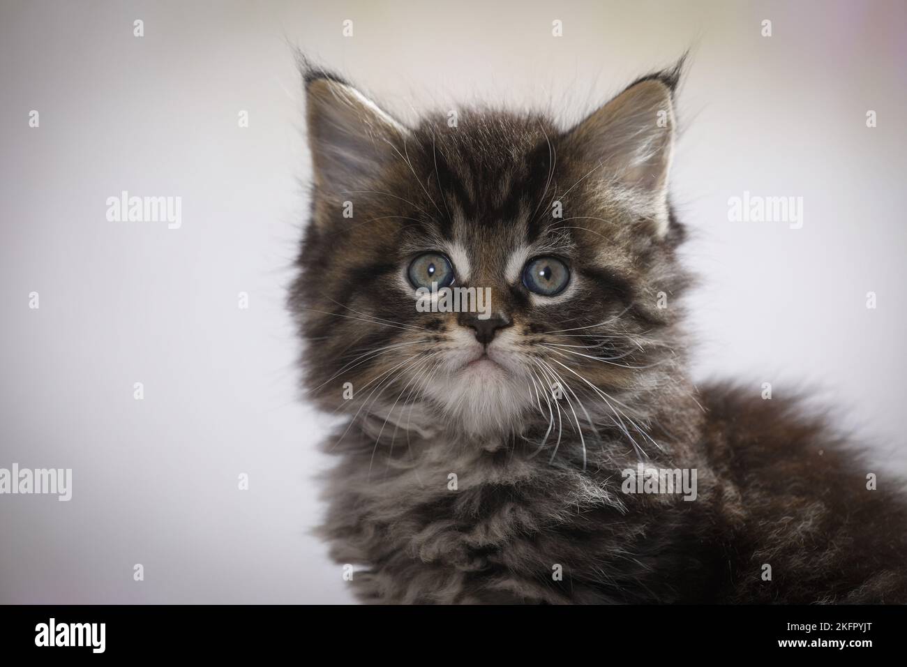 Maine Coon Kitten Portrait Stock Photo - Alamy