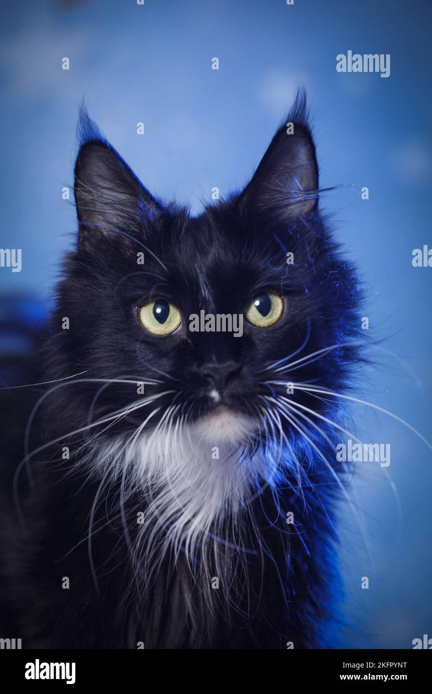 Maine Coon Portrait Stock Photo - Alamy