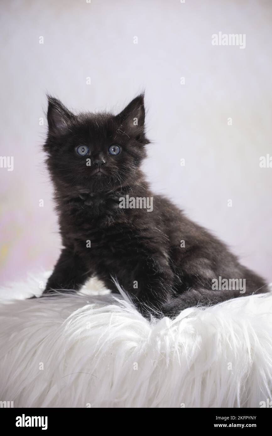 black Maine Coon kitten Stock Photo - Alamy
