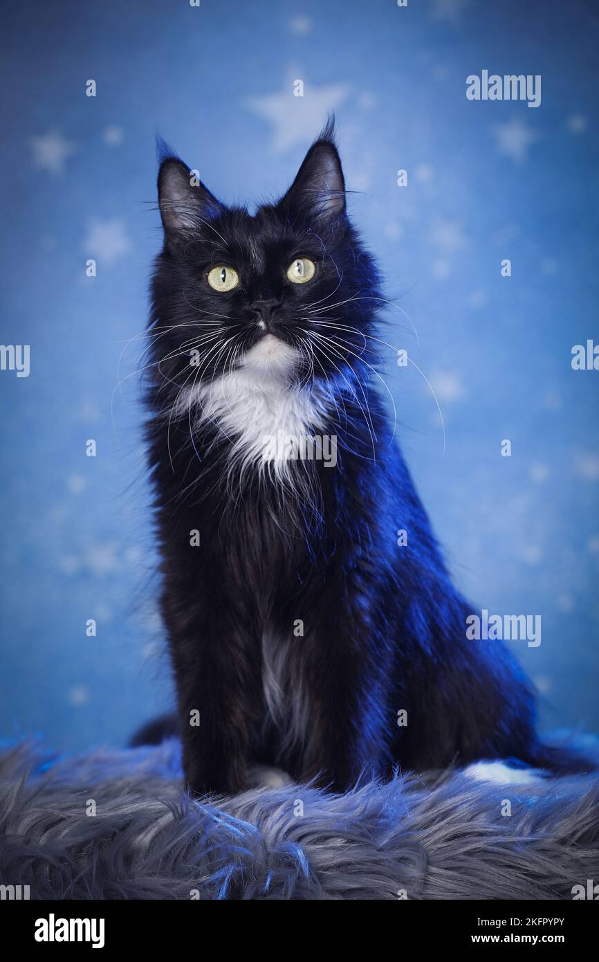 sitting Maine Coon Stock Photo - Alamy