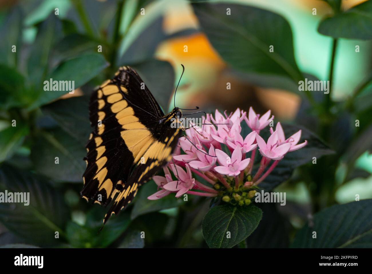 A closeup of a king swallowtail butterfly sitting on pink flowers in a ...