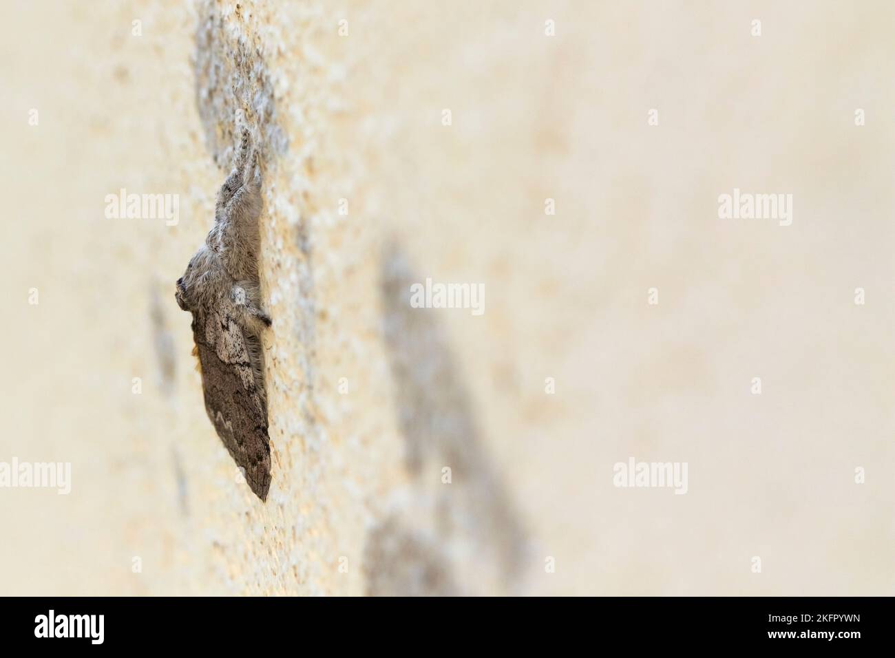 Calliteara grotei hi-res stock photography and images - Alamy