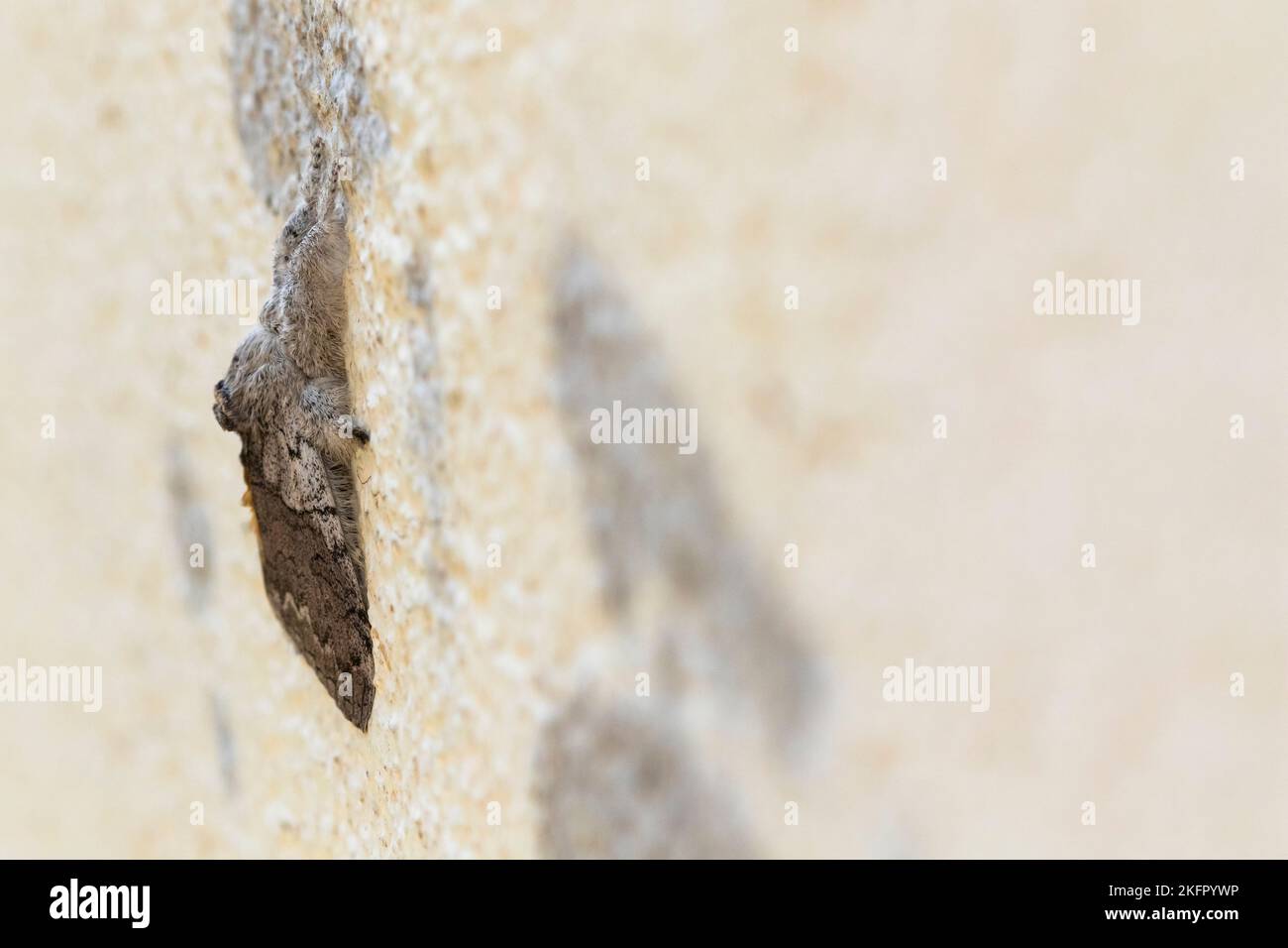 Calliteara grotei hi-res stock photography and images - Alamy