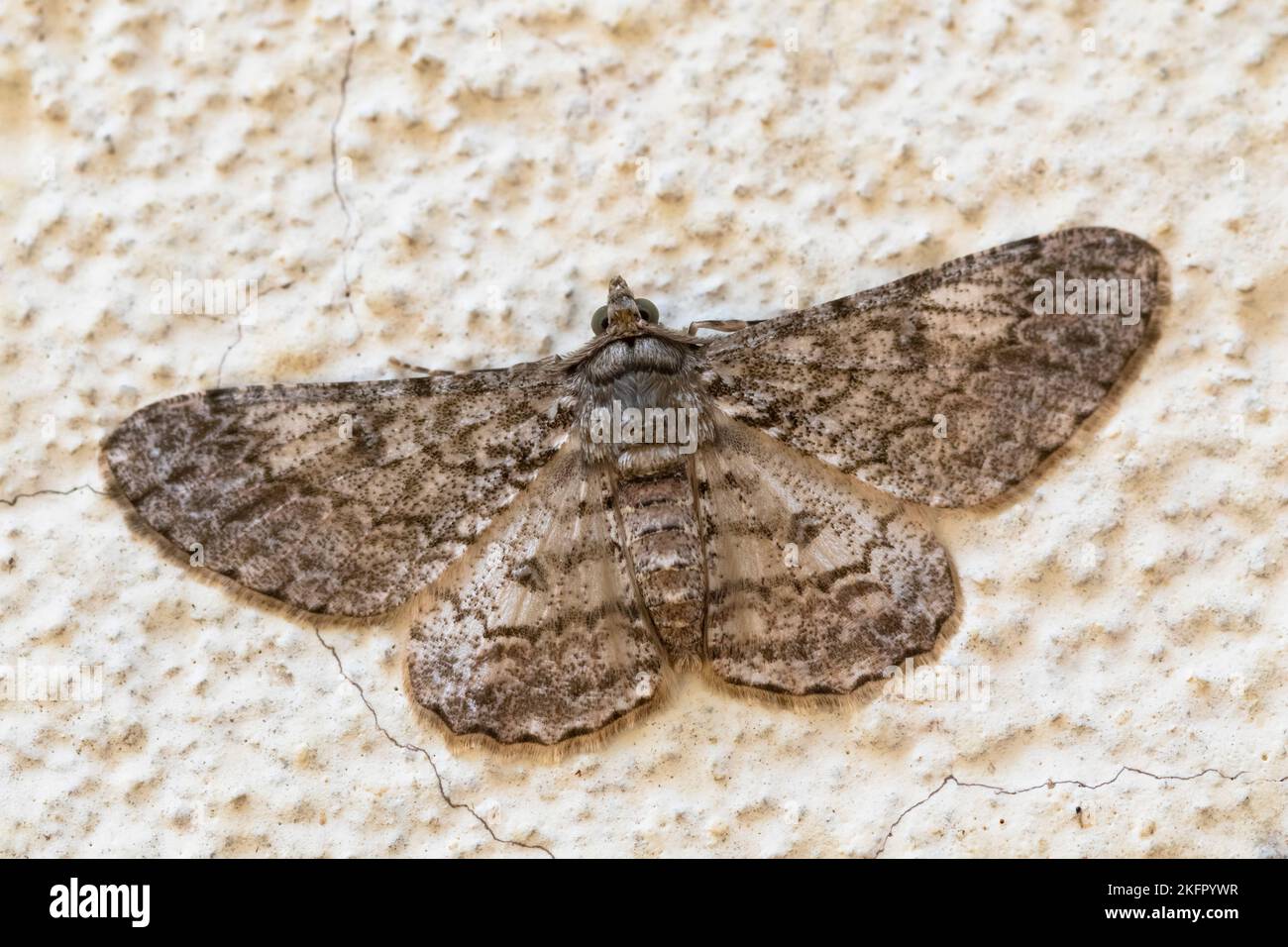 Asian moths hi-res stock photography and images - Alamy