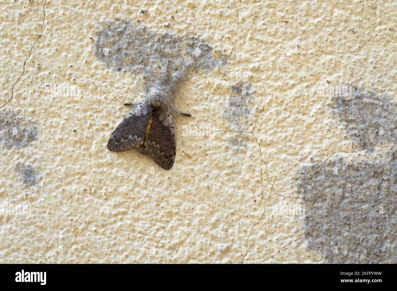 Calliteara grotei hi-res stock photography and images - Alamy