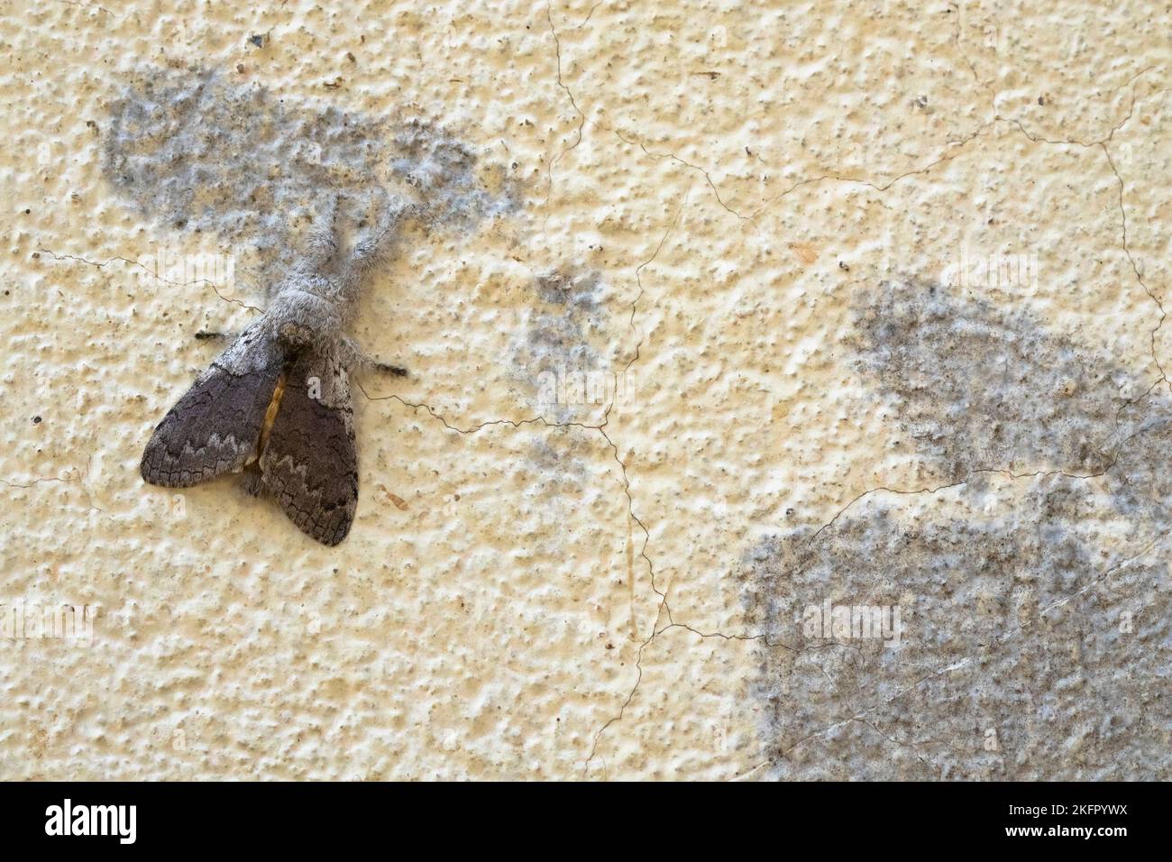 Calliteara grotei hi-res stock photography and images - Alamy