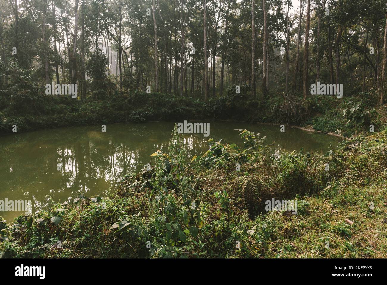 Artificial pond in sal tree (Shorea robusta) forest. This is the ...