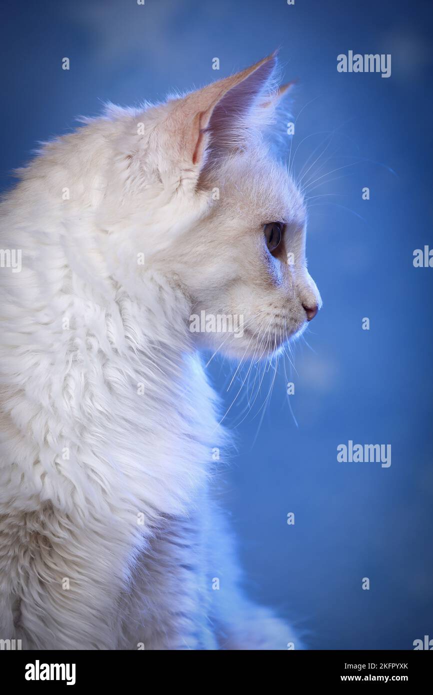 Maine Coon Portrait Stock Photo - Alamy