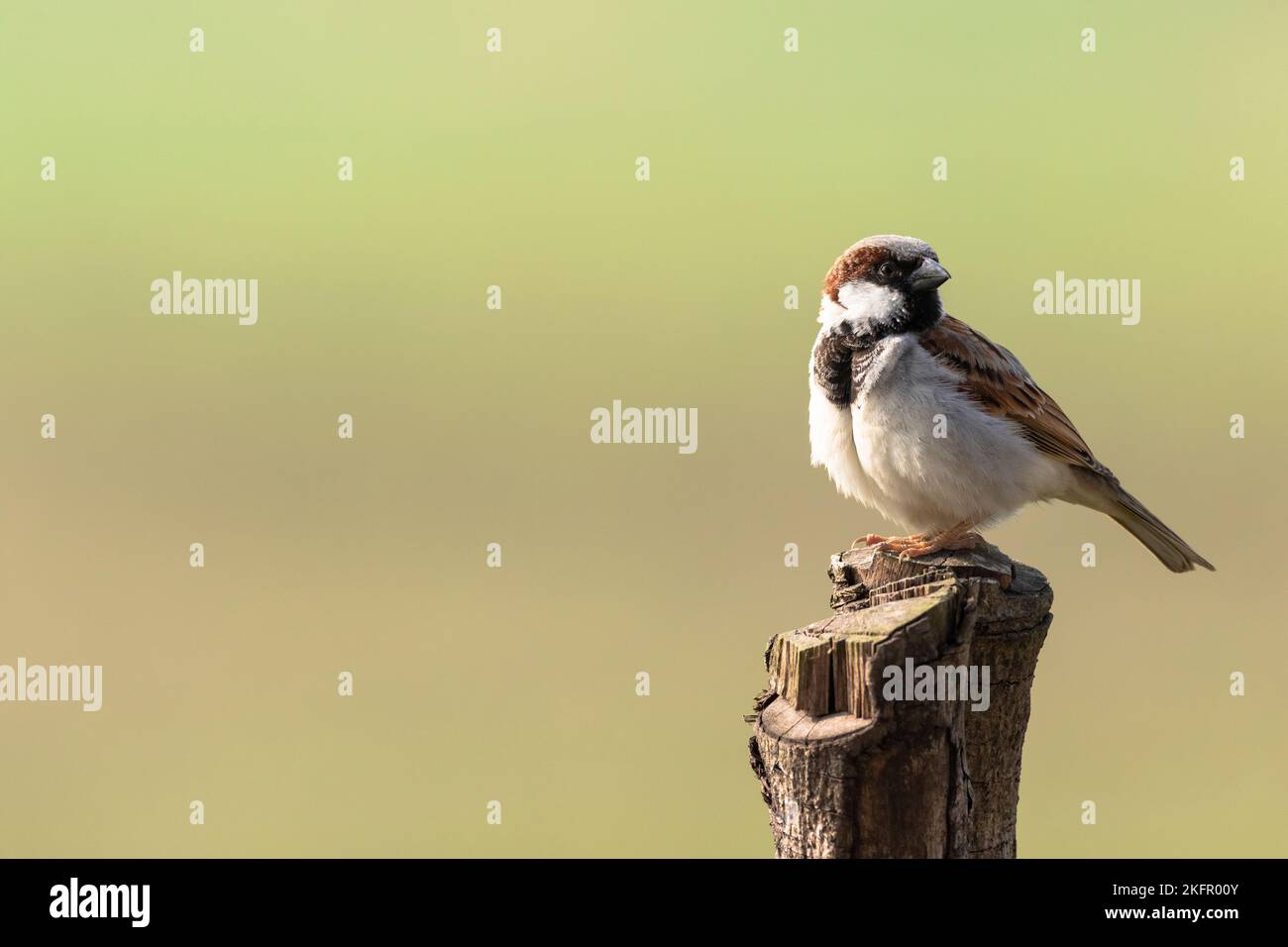 House Sparrow (Passer domesticus), male perched on a wooden pole. Nepal ...