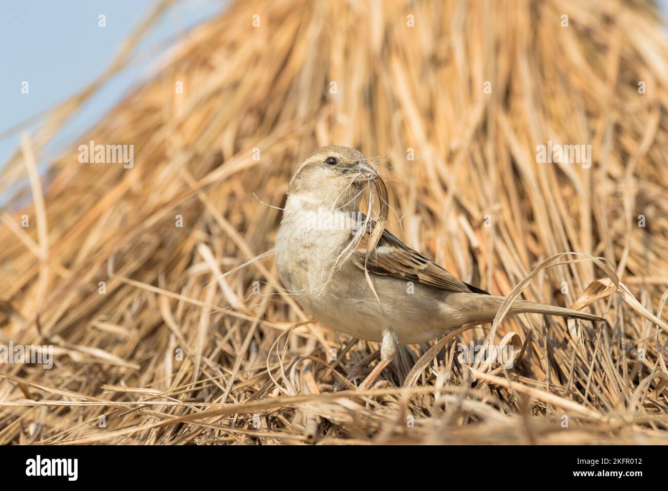 House Sparrow (Passer domesticus), female collecting nesting material ...