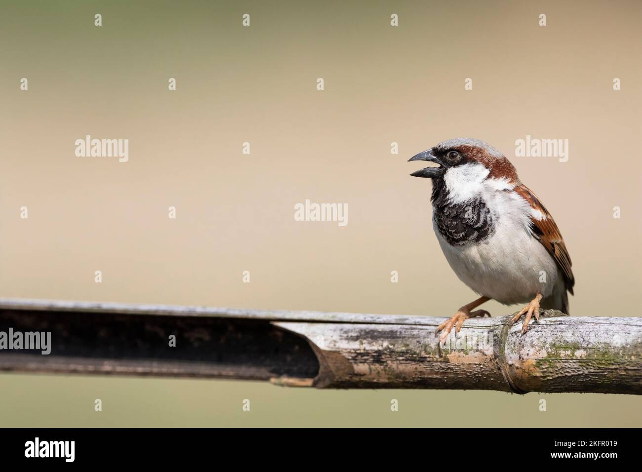 House Sparrow (Passer domesticus), male perched on a bamboo fence ...