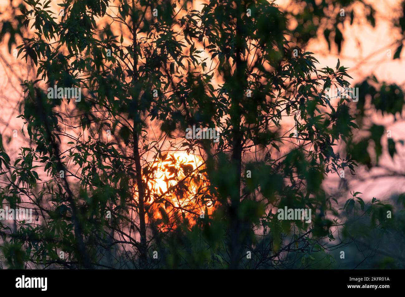 The sun sets behind the vegetation. Nepal Stock Photo - Alamy