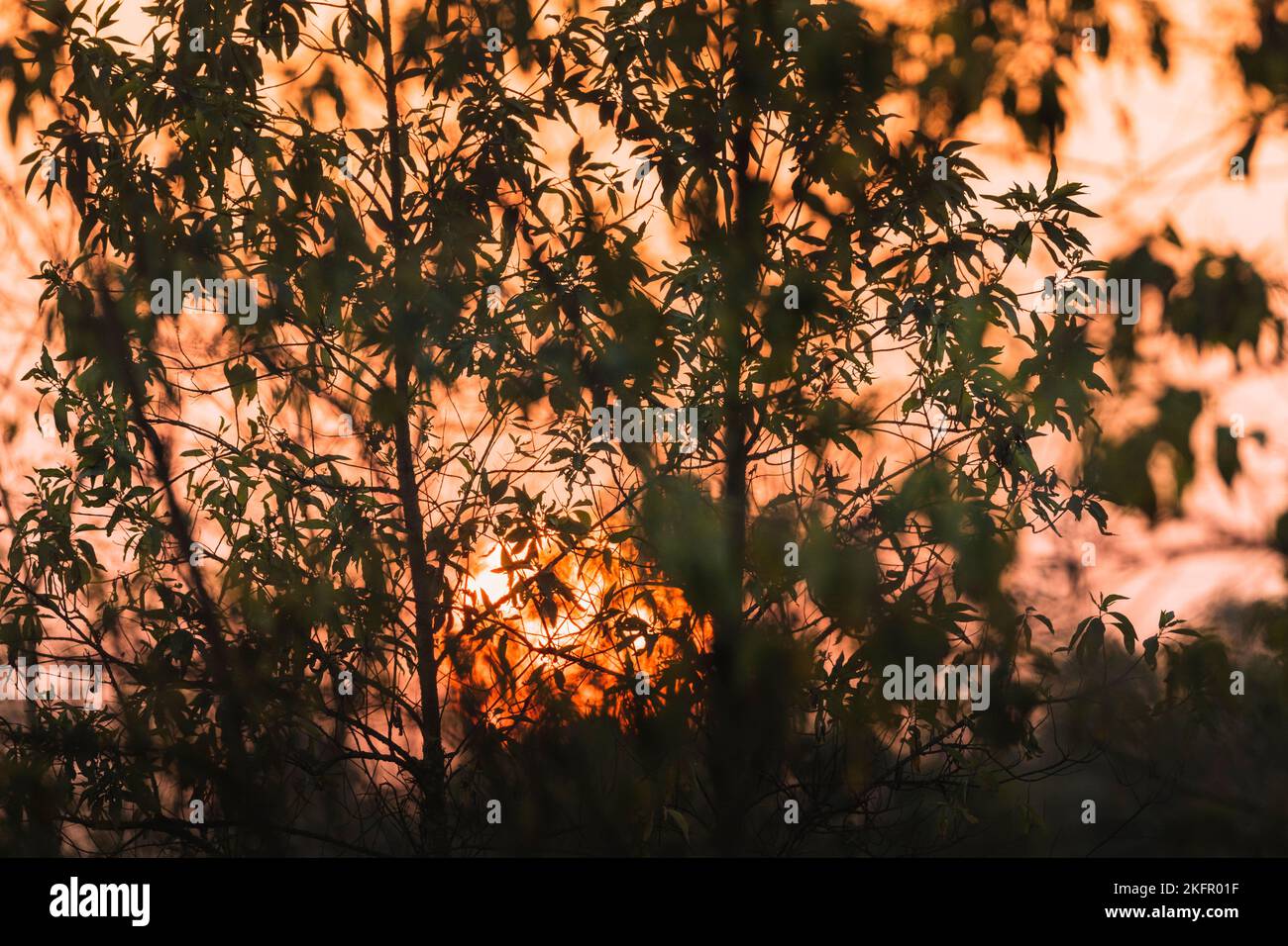 The sun sets behind the vegetation. Nepal Stock Photo - Alamy
