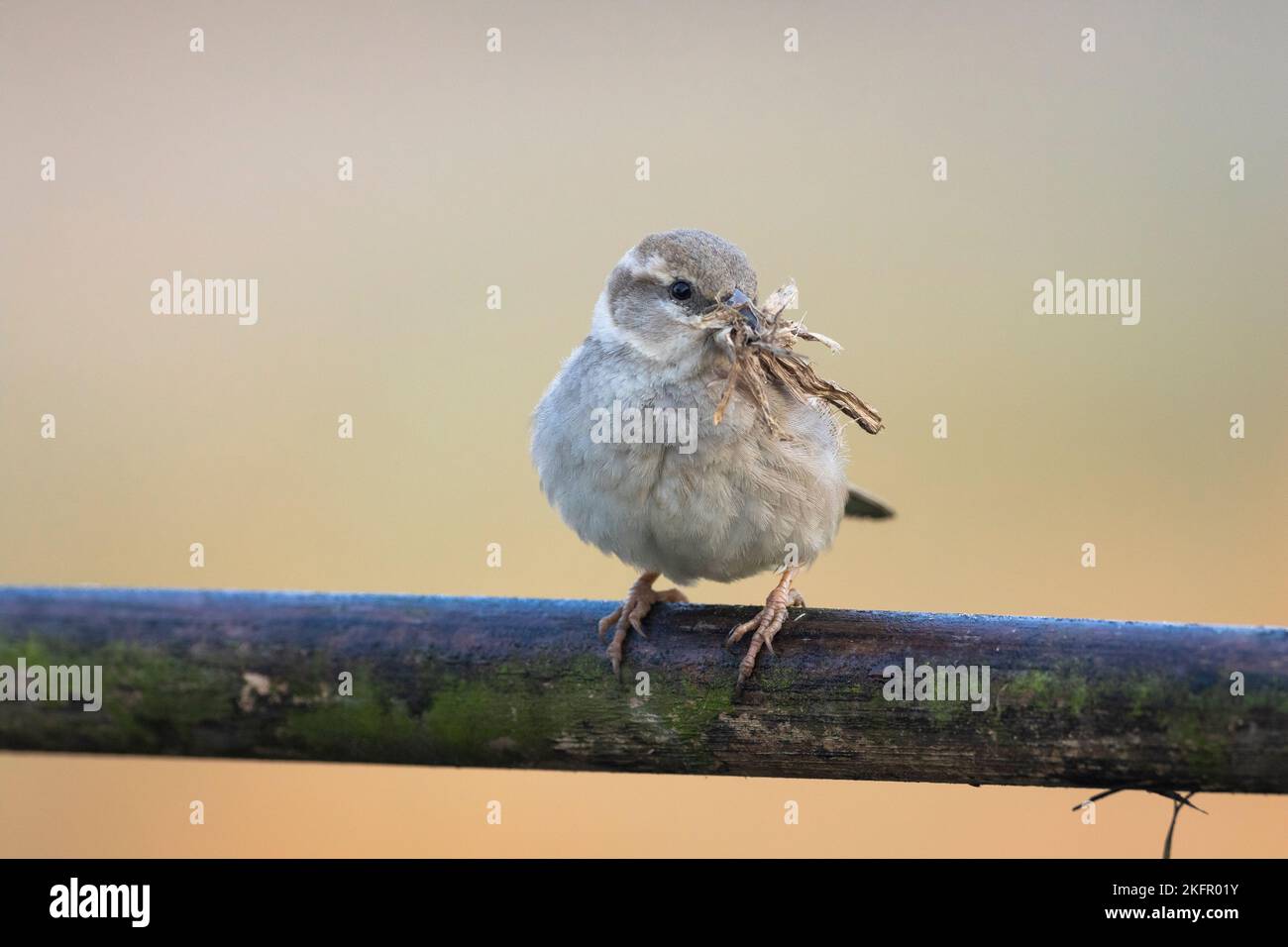 House Sparrow (Passer domesticus), female collecting nesting material ...
