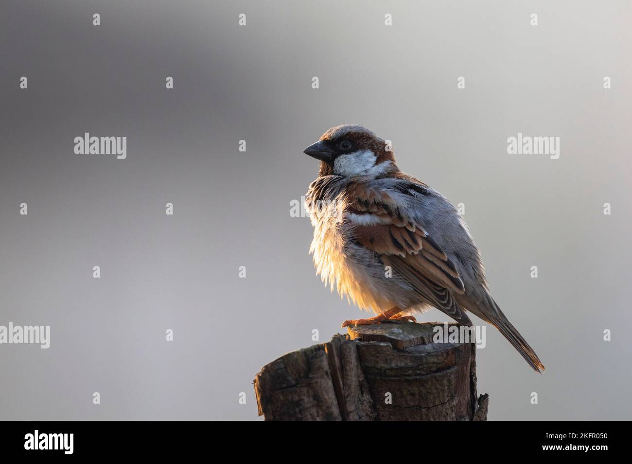 House Sparrow (Passer domesticus), male perched on a wooden pole. Nepal ...