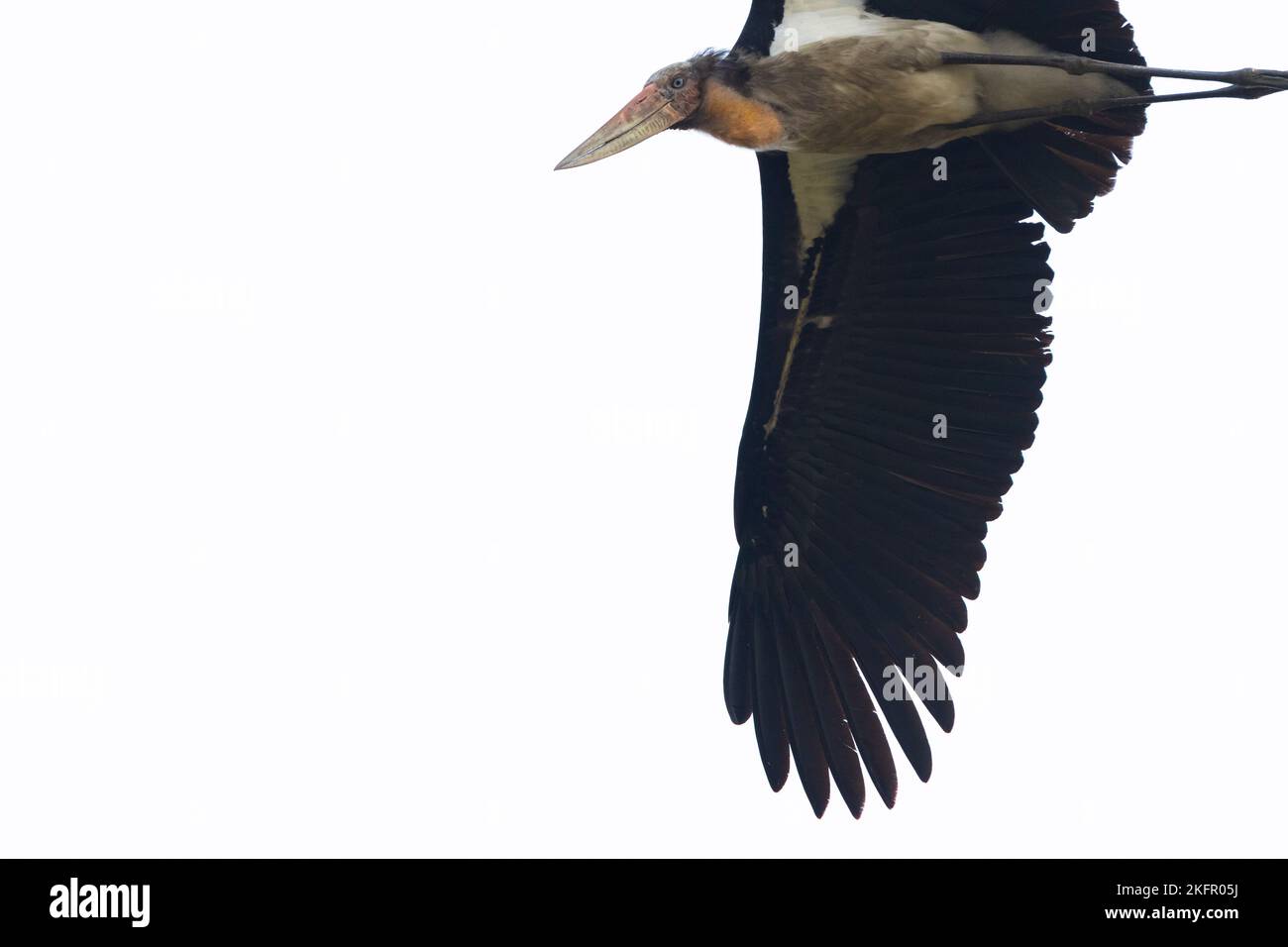 Lesser Adjutant (Leptoptilos javanicus) in flight. Nepal Stock Photo ...