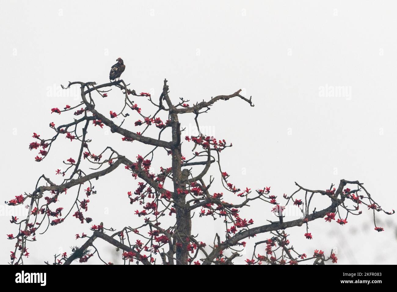 Red-headed Vulture (Sarcogyps calvus) perched on flowering Silk-cotton ...