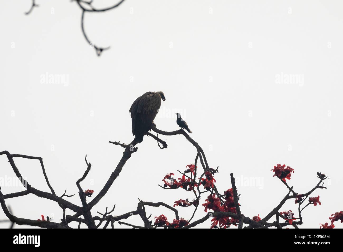 Indian jungle crow hi-res stock photography and images - Alamy