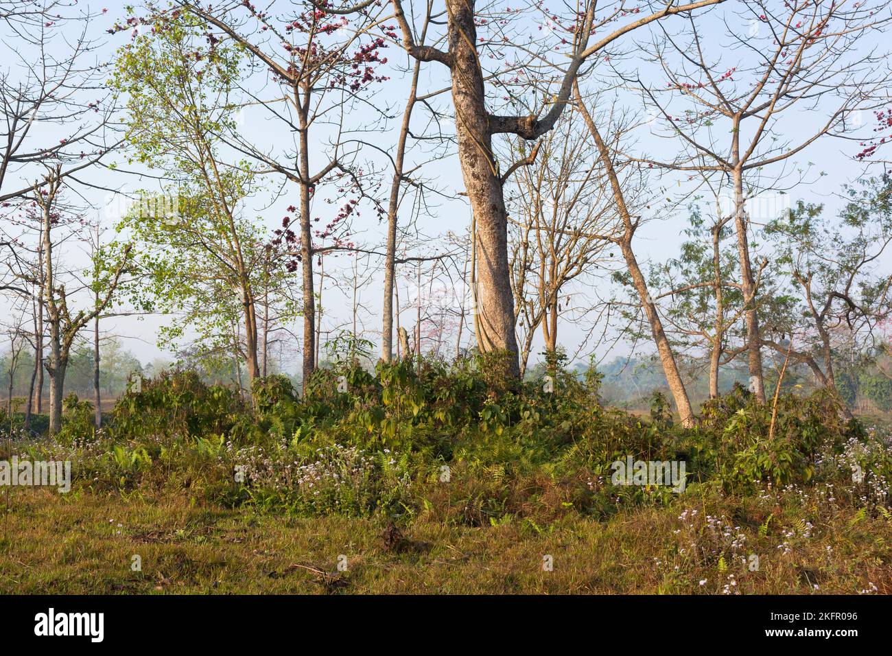 Rural landscape in the Terai ecoregion. Nepal Stock Photo - Alamy