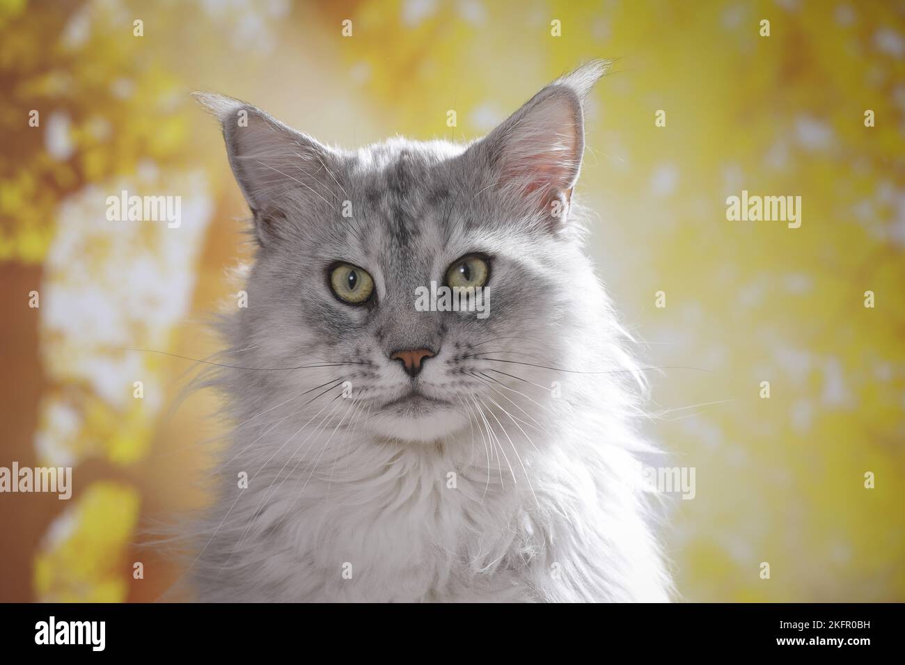 Maine Coon Portrait Stock Photo - Alamy