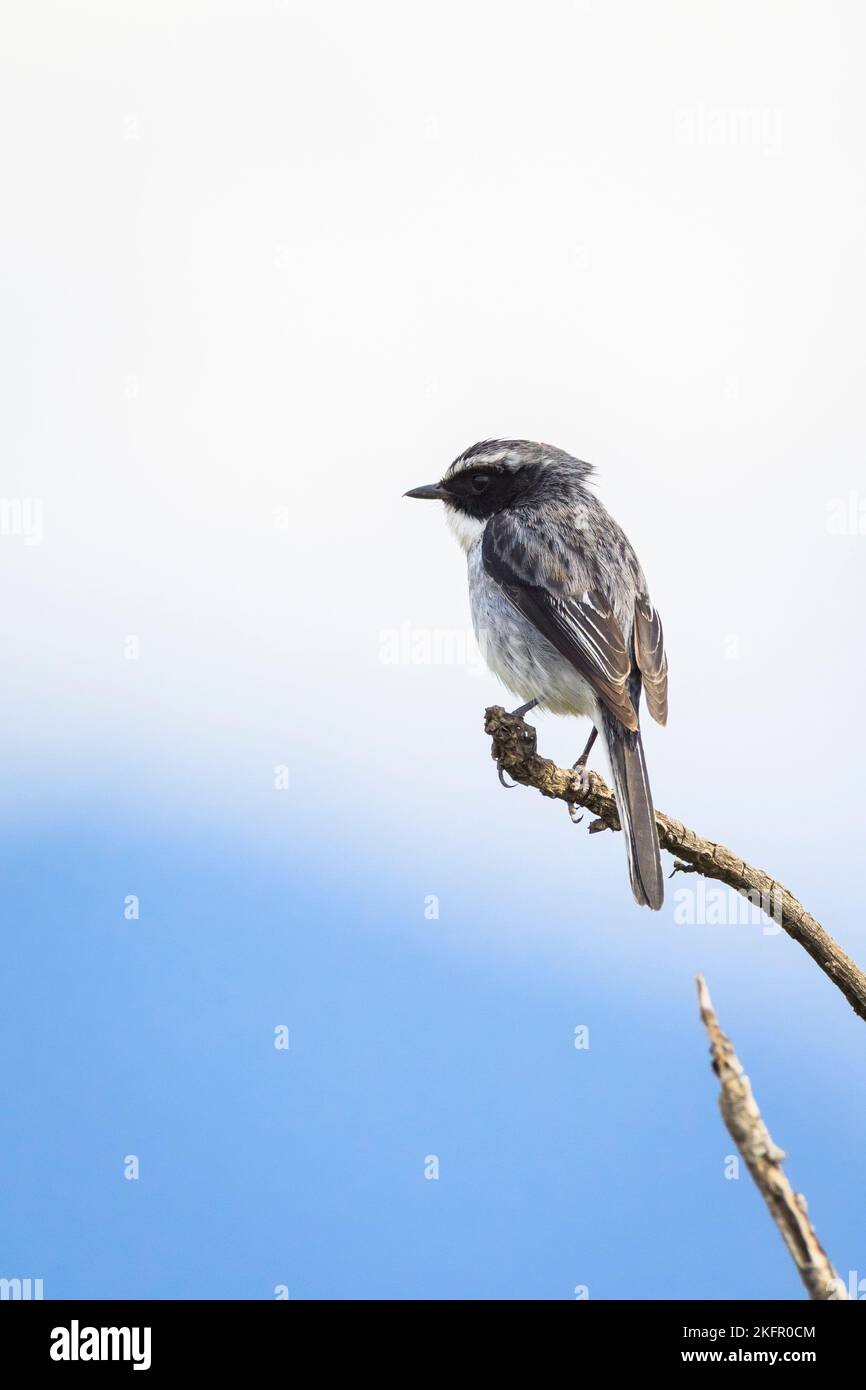 Grey Bushchat (Saxicola ferreus), male perched on branch. Annapurna ...