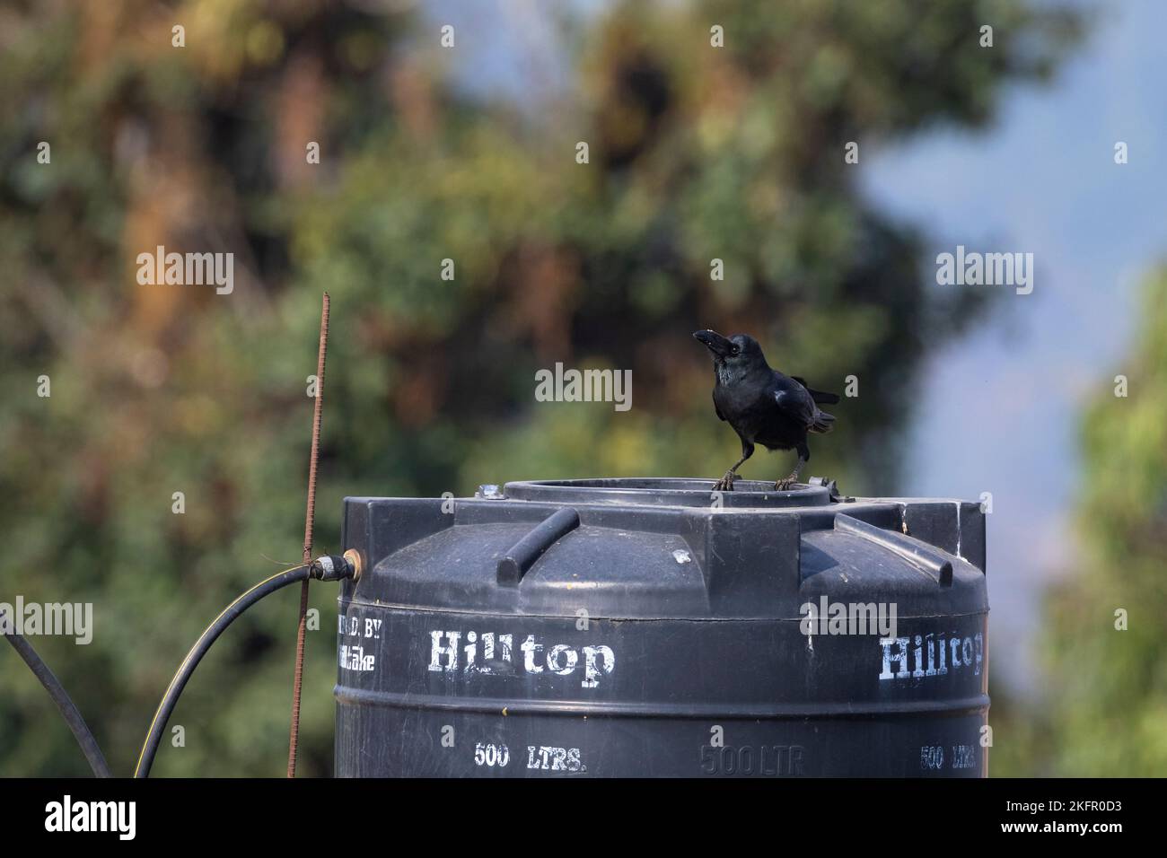 Large-billed Crow (Corvus macrorhynchos) drinking from a water tank ...