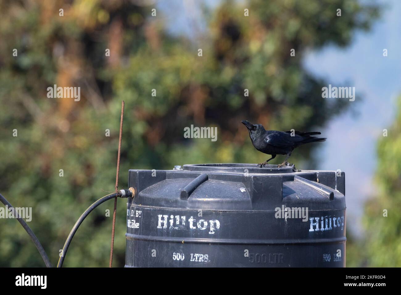 Large-billed Crow (Corvus macrorhynchos) drinking from a water tank ...