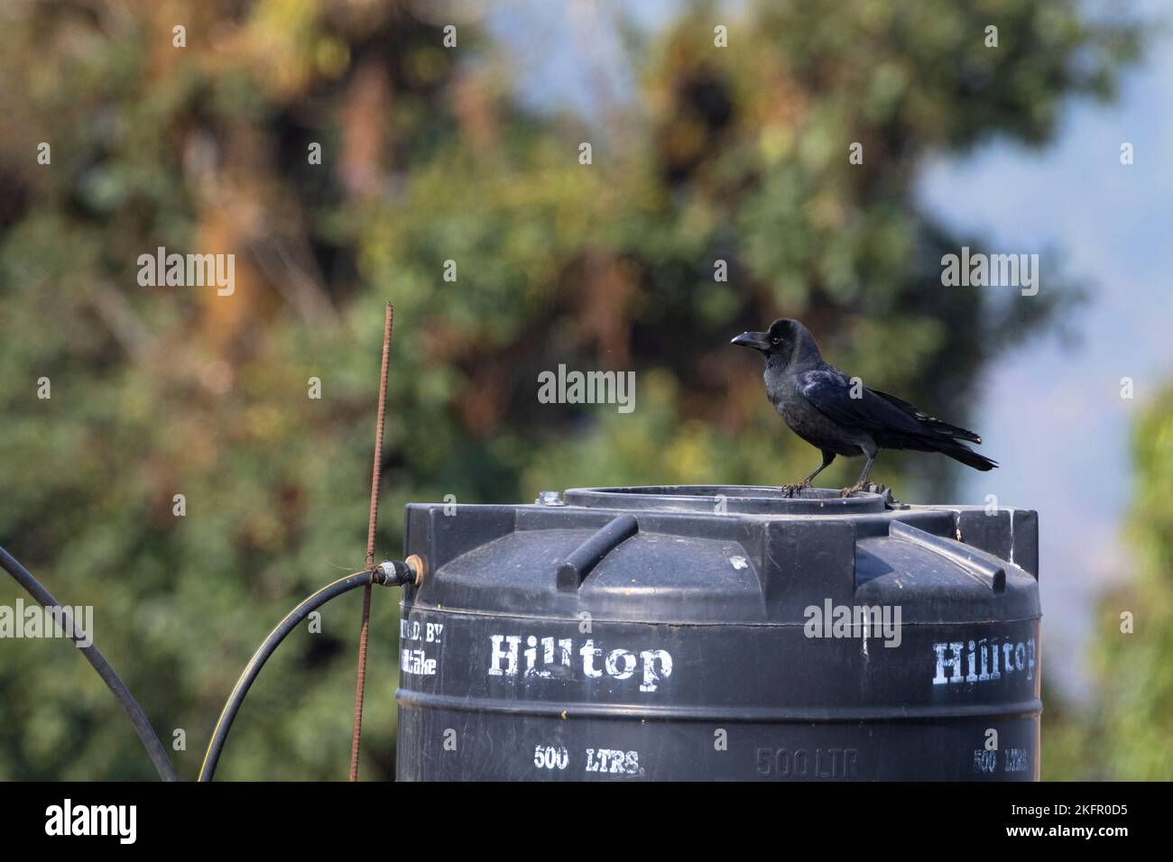 Large-billed Crow (Corvus macrorhynchos) drinking from a water tank ...