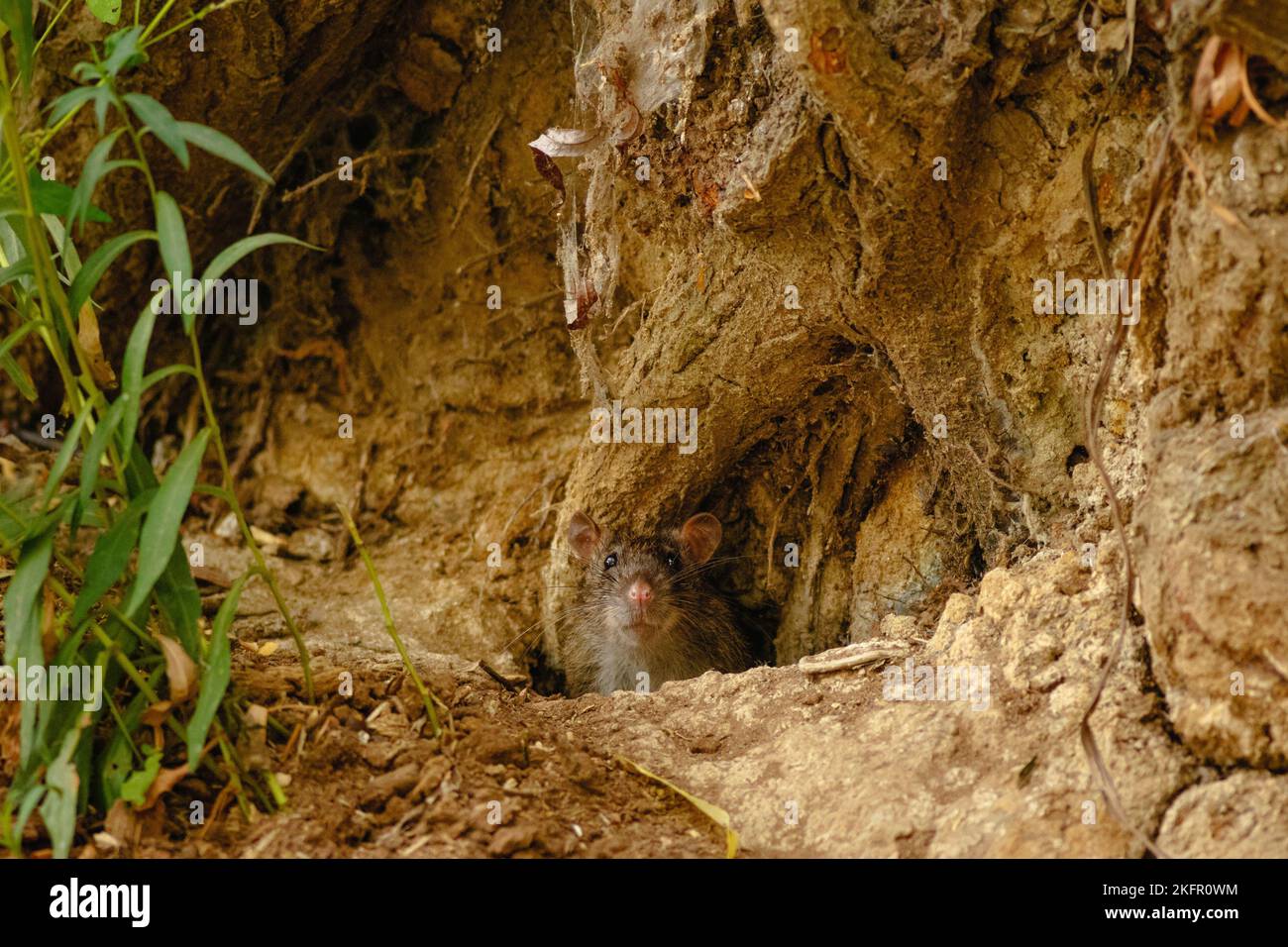 A closeup shot of a cute rat in a forest Stock Photo - Alamy