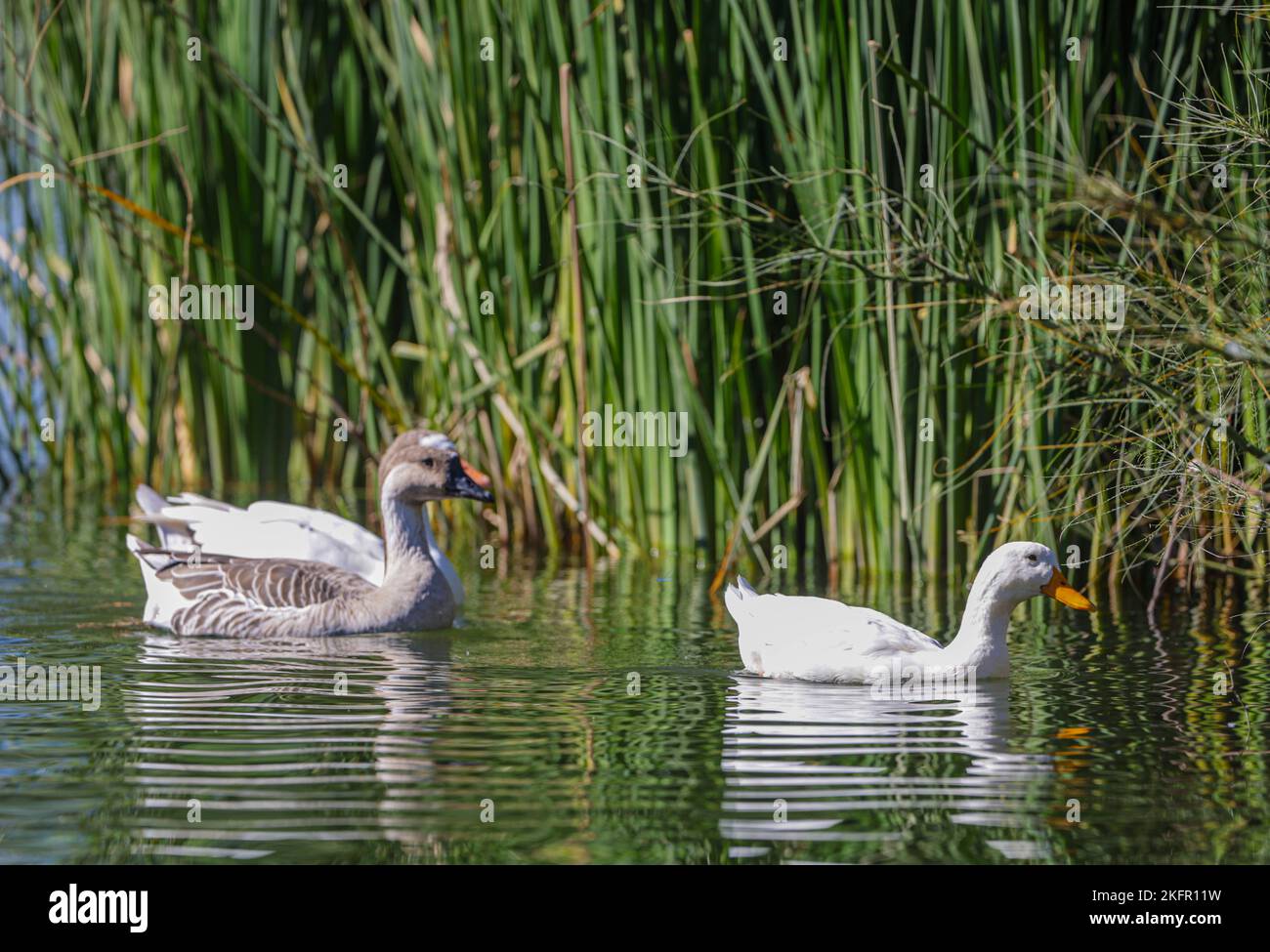 wild duck, ducks in free life in the wetland of La Sauceda park in ...