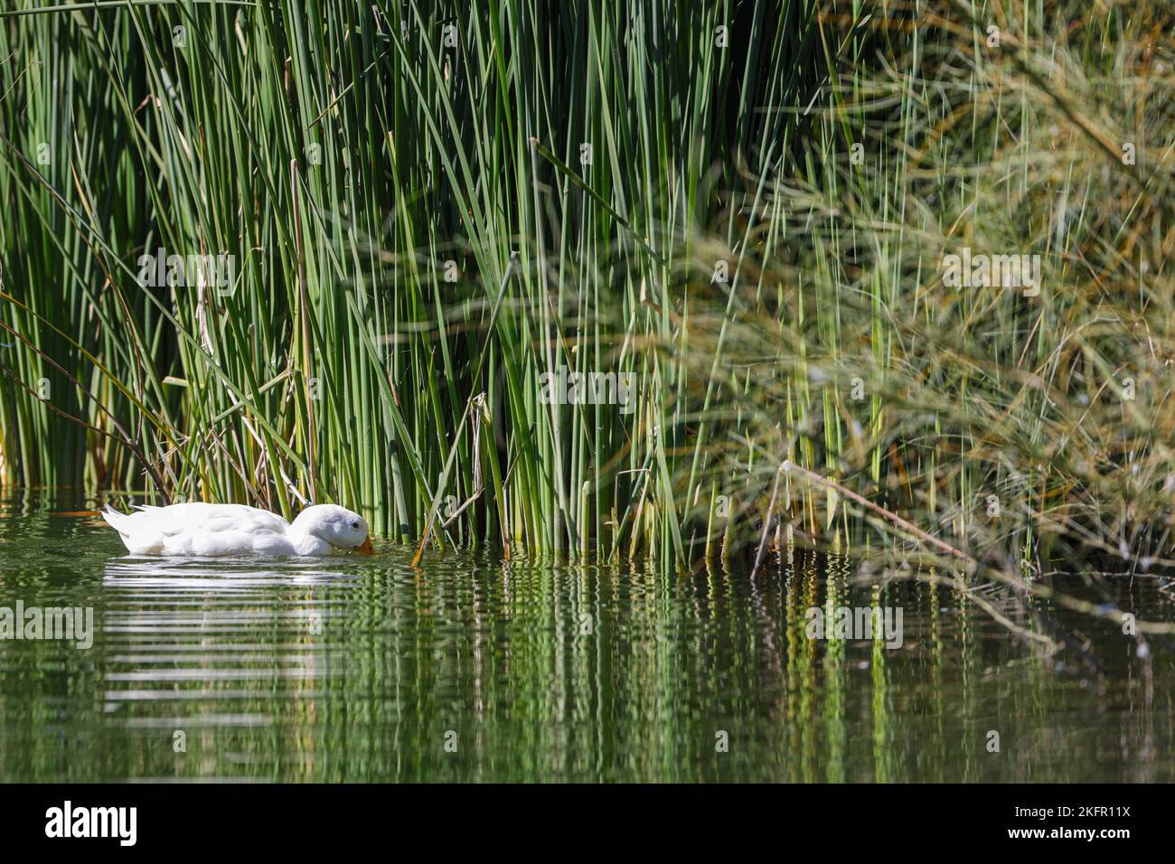 wild duck, ducks in free life in the wetland of La Sauceda park in ...