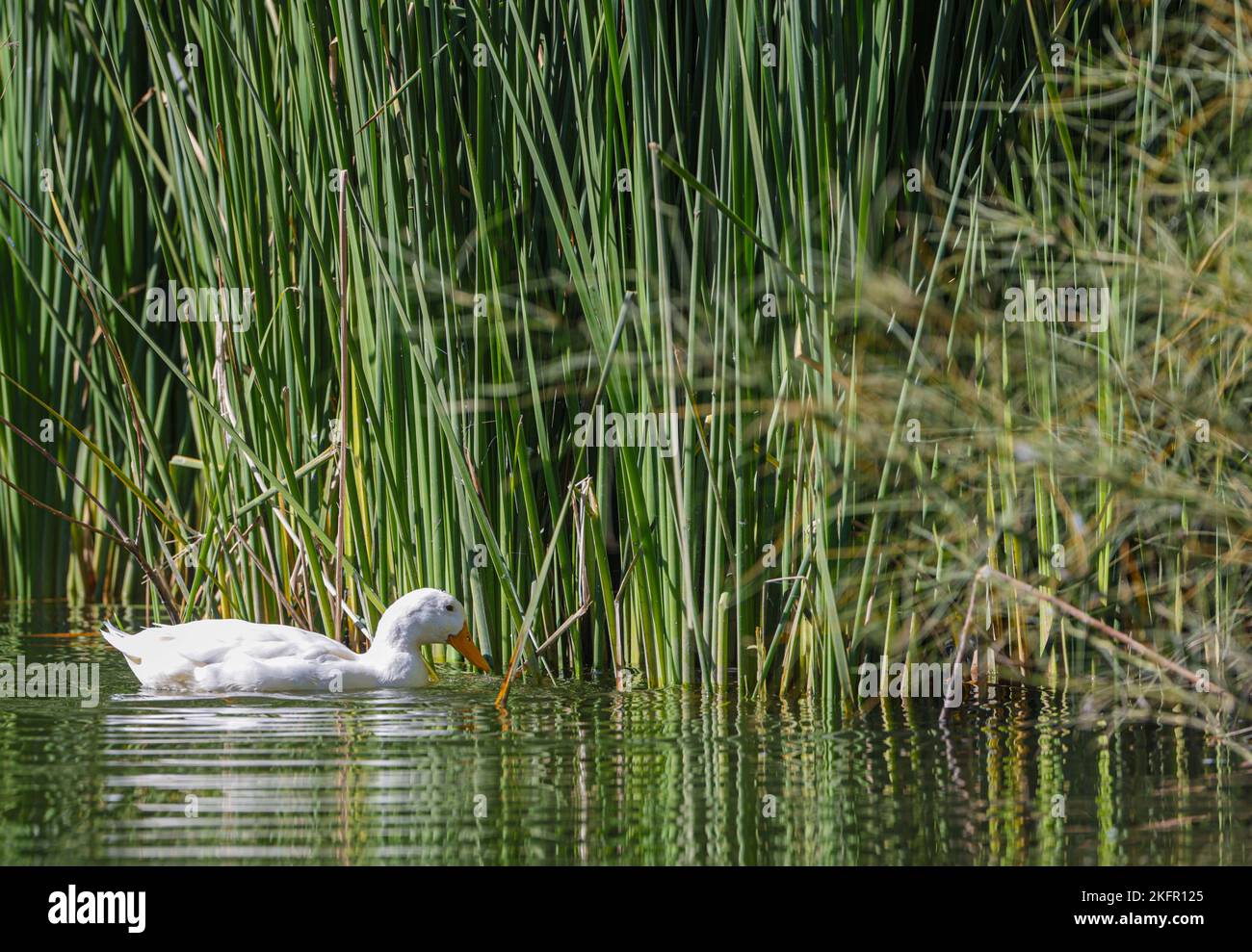 wild duck, ducks in free life in the wetland of La Sauceda park in ...