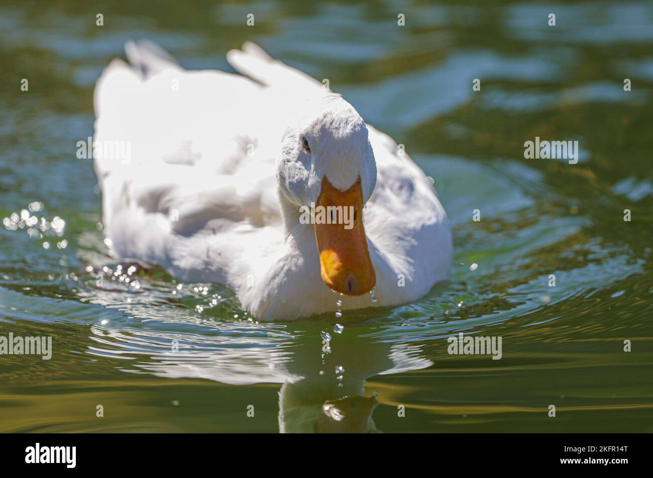 wild duck, ducks in free life in the wetland of La Sauceda park in ...