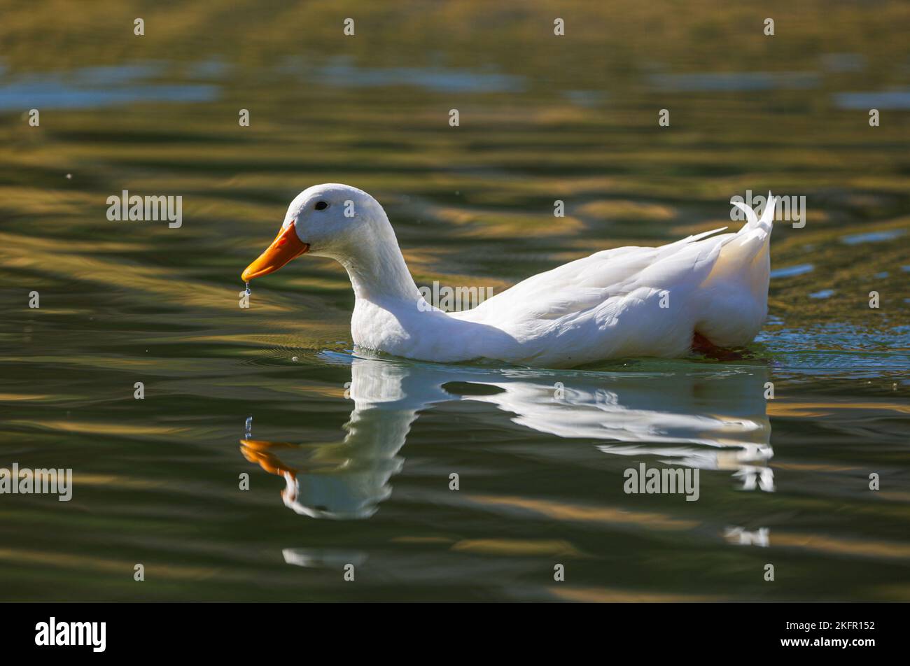 wild duck, ducks in free life in the wetland of La Sauceda park in ...