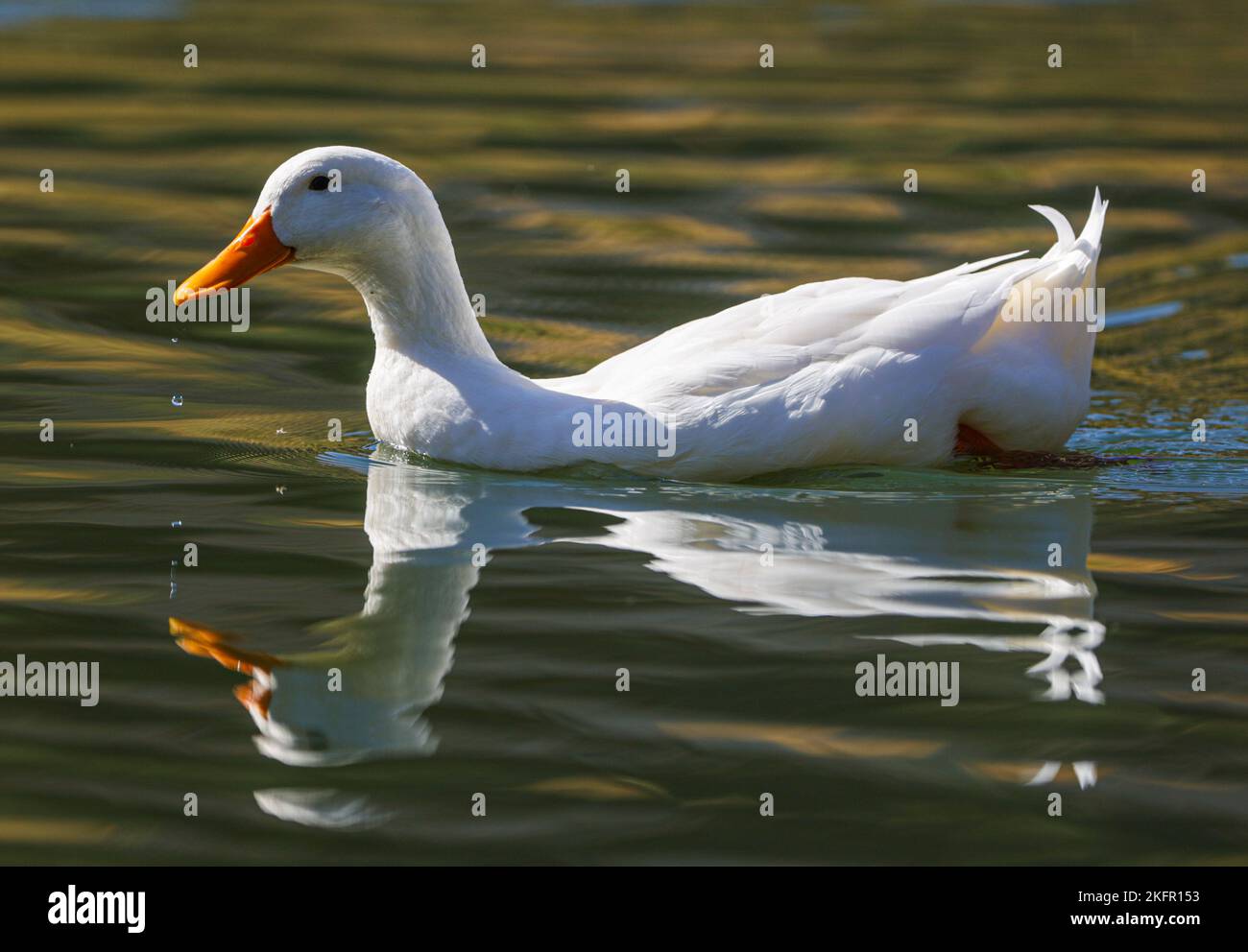 wild duck, ducks in free life in the wetland of La Sauceda park in ...