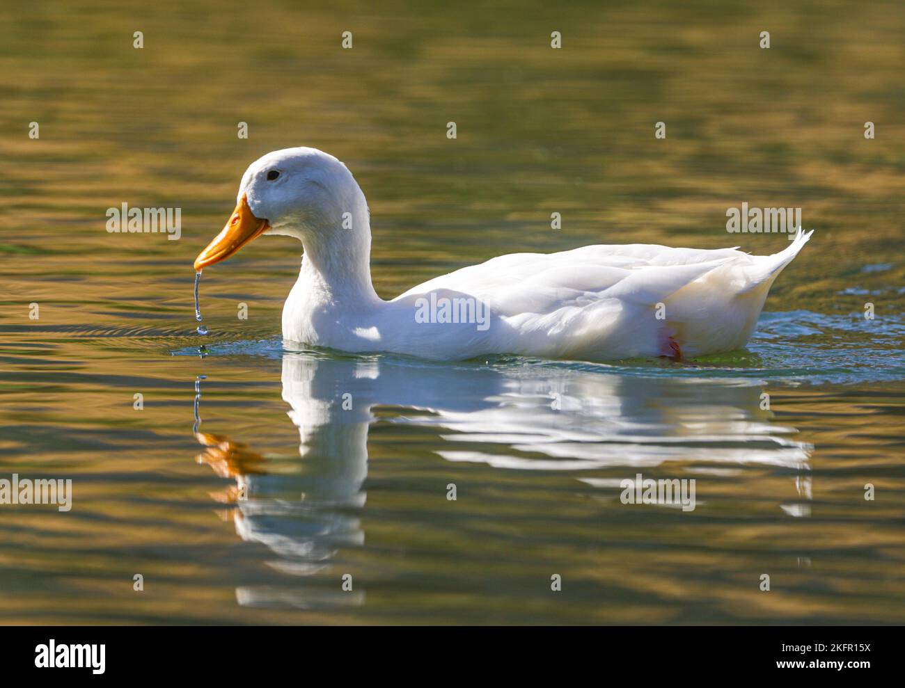 wild duck, ducks in free life in the wetland of La Sauceda park in ...