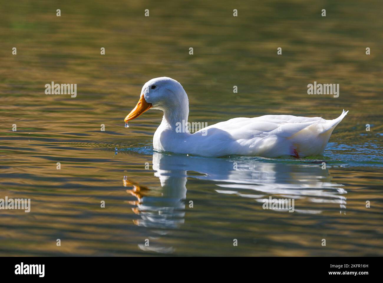 wild duck, ducks in free life in the wetland of La Sauceda park in ...