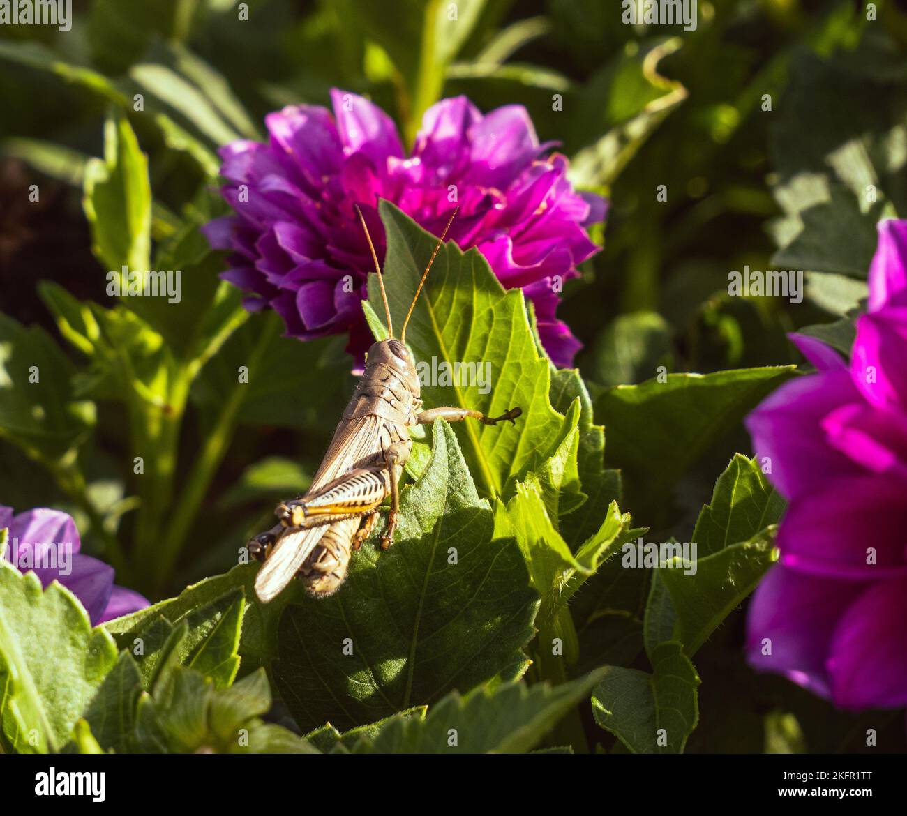 A close-up shot of a grasshopper on a leaf with sunlight Stock Photo ...
