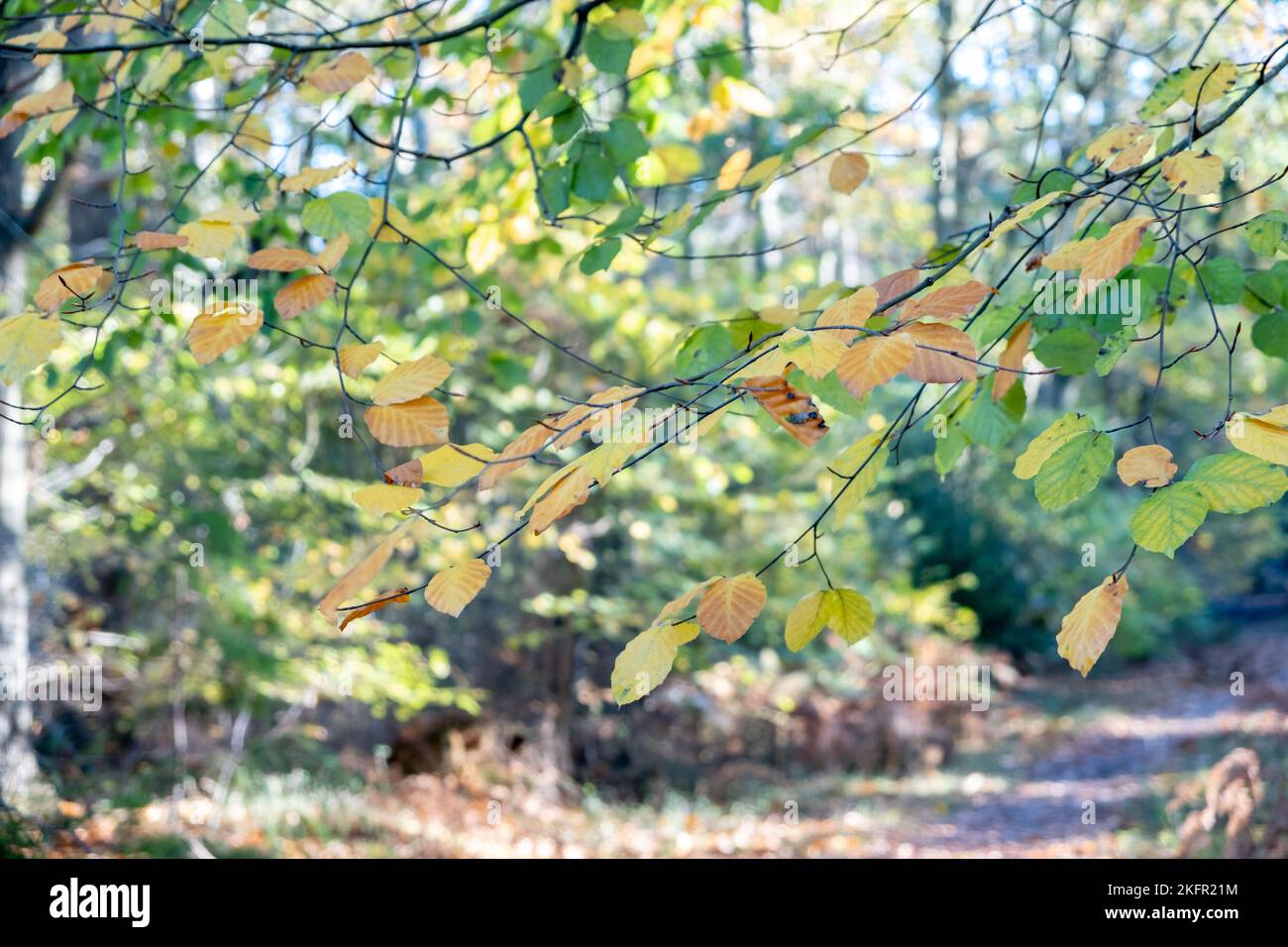 Close up of a thin branch and leaves in a woodland. Selective focus and ...