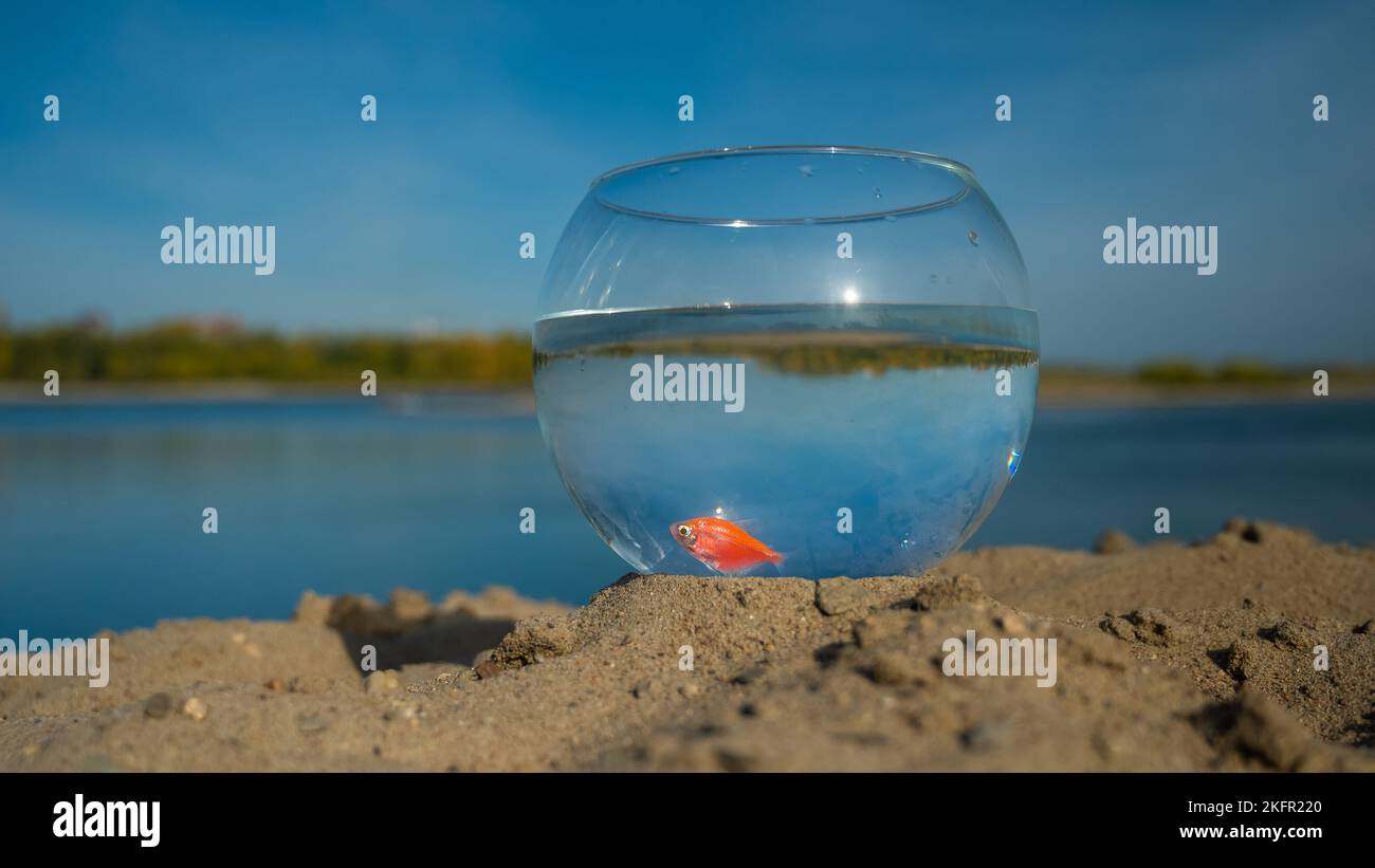 A round aquarium with a goldfish stands on the sand on the lake Stock ...