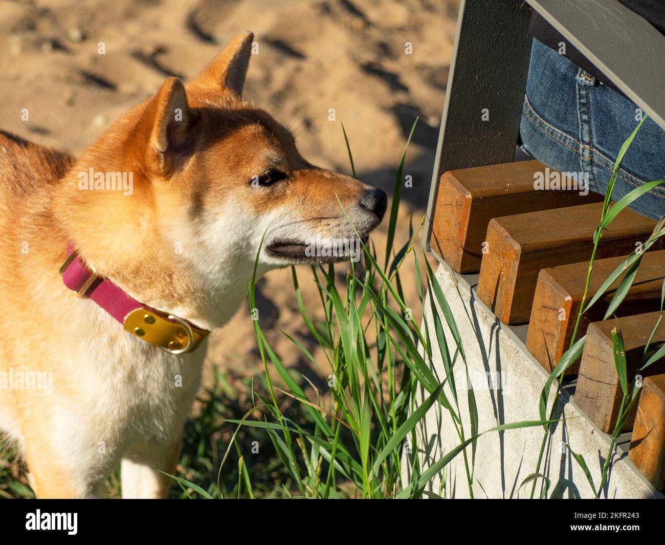 Shiba Inu plays on the dog playground in the park. Cute dog of shiba ...