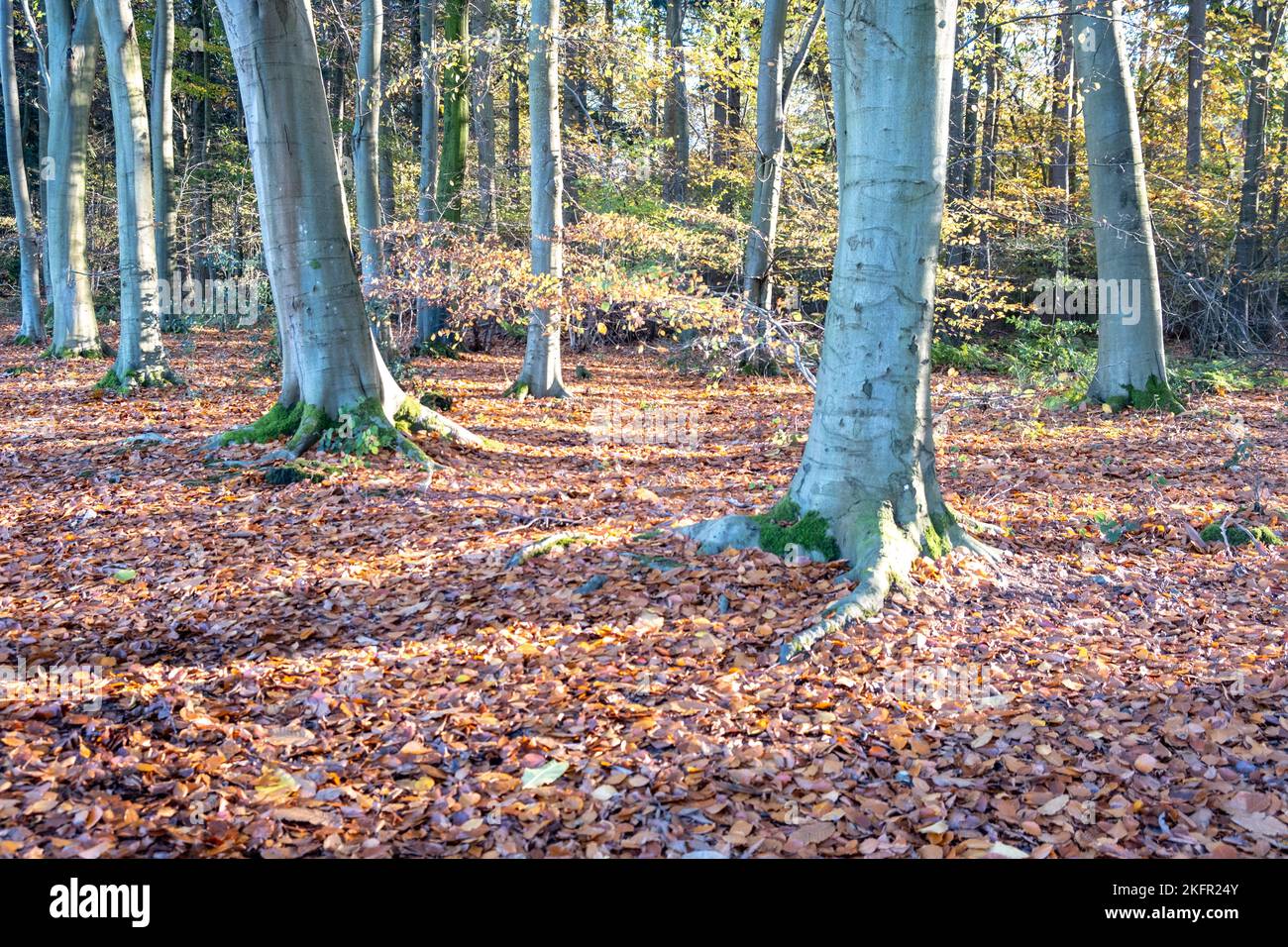 Silver birch tree trunks surrounded by fallen leaves in a rural ...